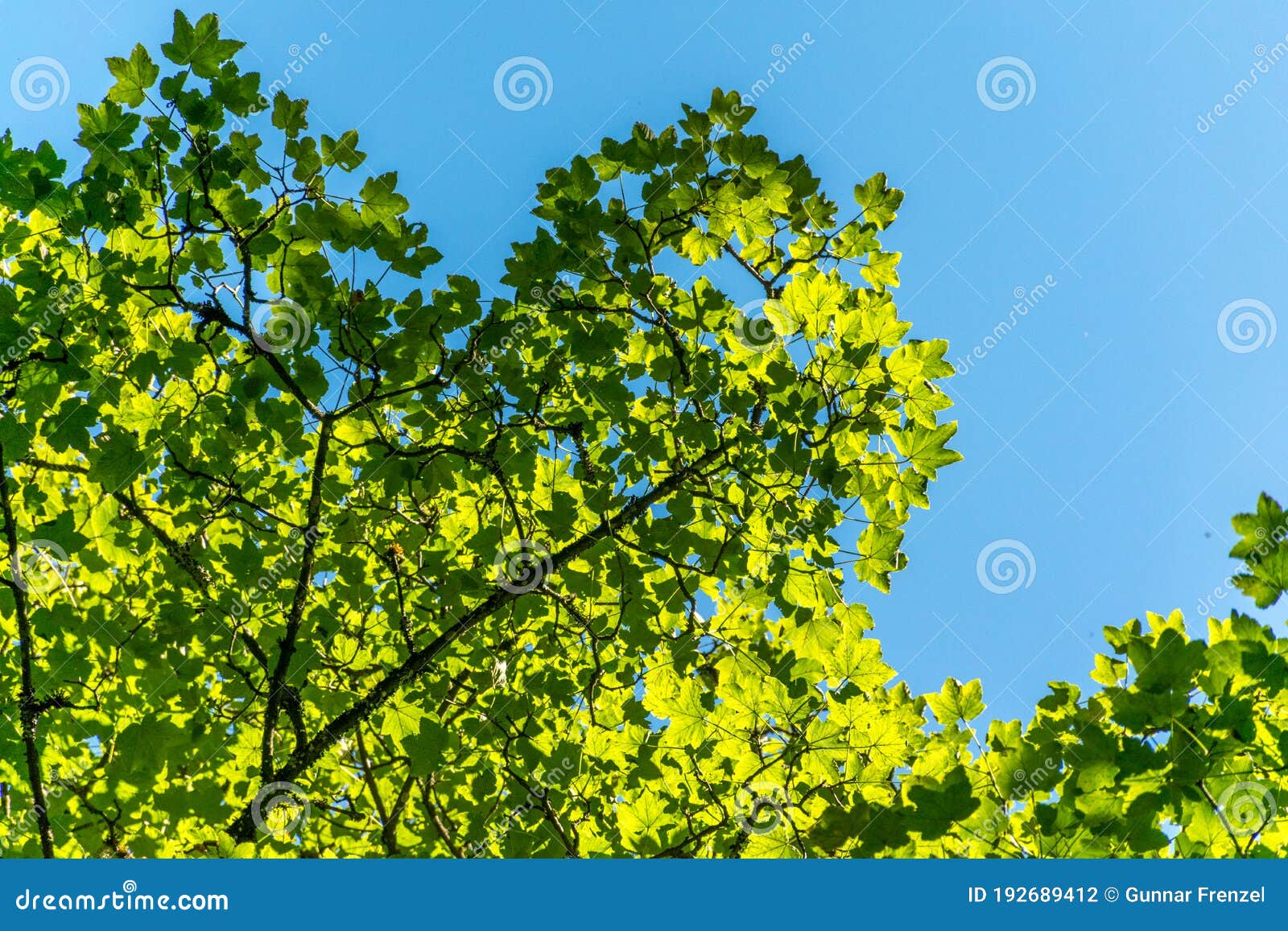 Broadleaf Tree Branch in Sunlight Stock Photo - Image of trees, leaf ...