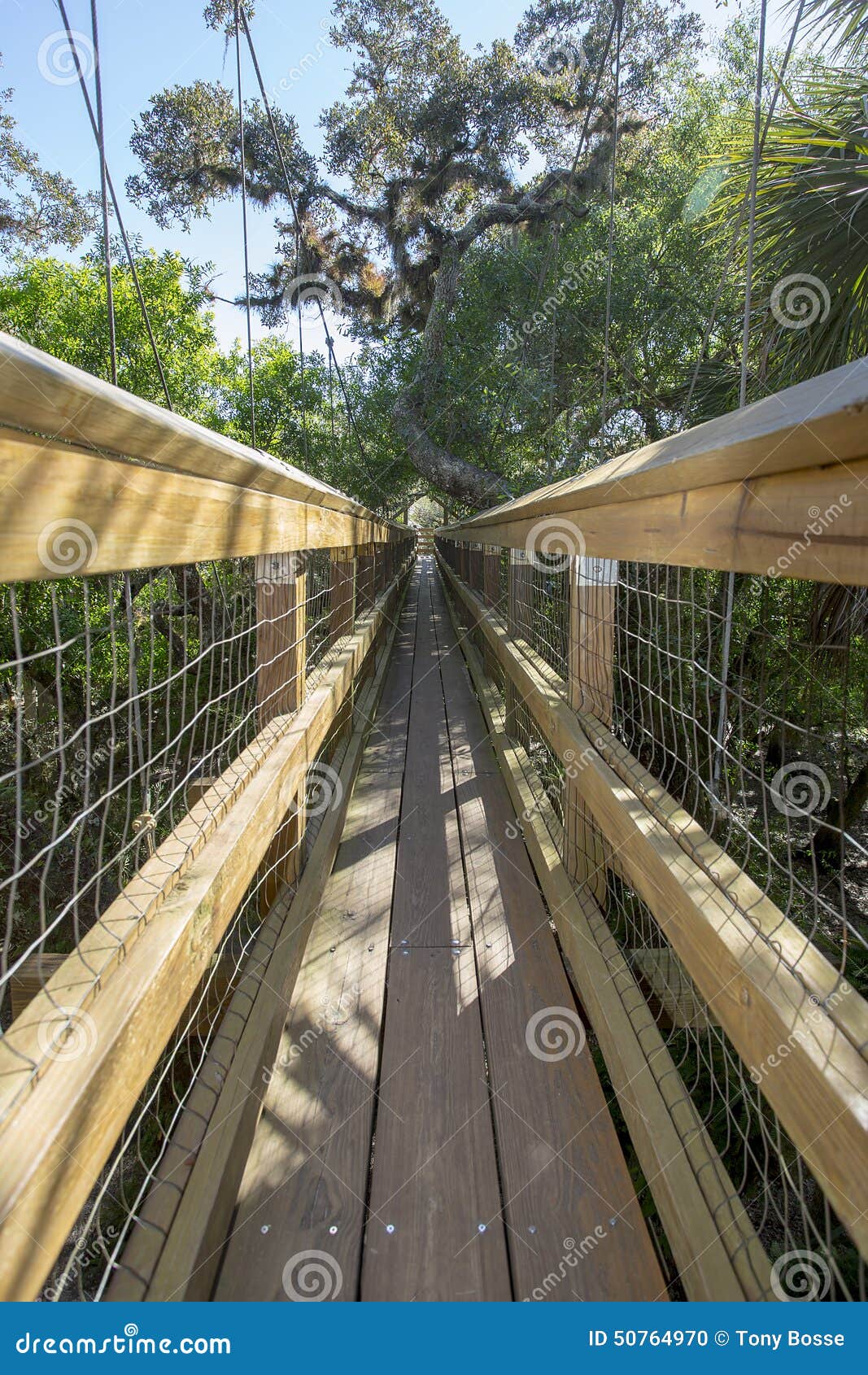 Tree Top Canopy Walk stock photo. Image of boardwalk - 50764970