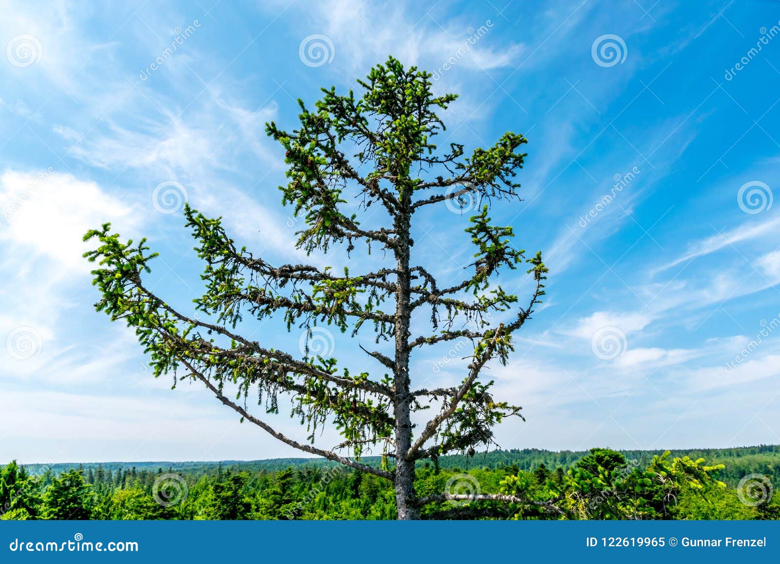 Conifer Tree Top in Front of Large Forest Area Against the Blue Sky ...