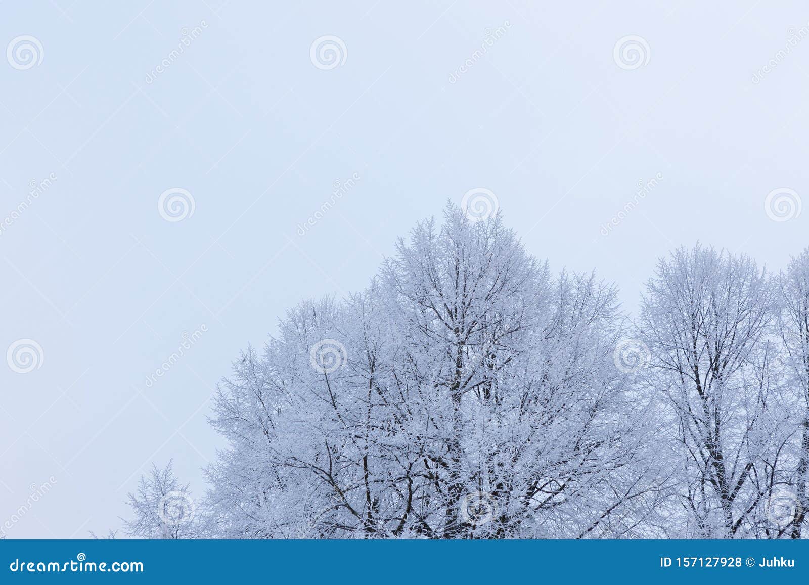 Tree top covered in snow stock photo. Image of environment - 157127928