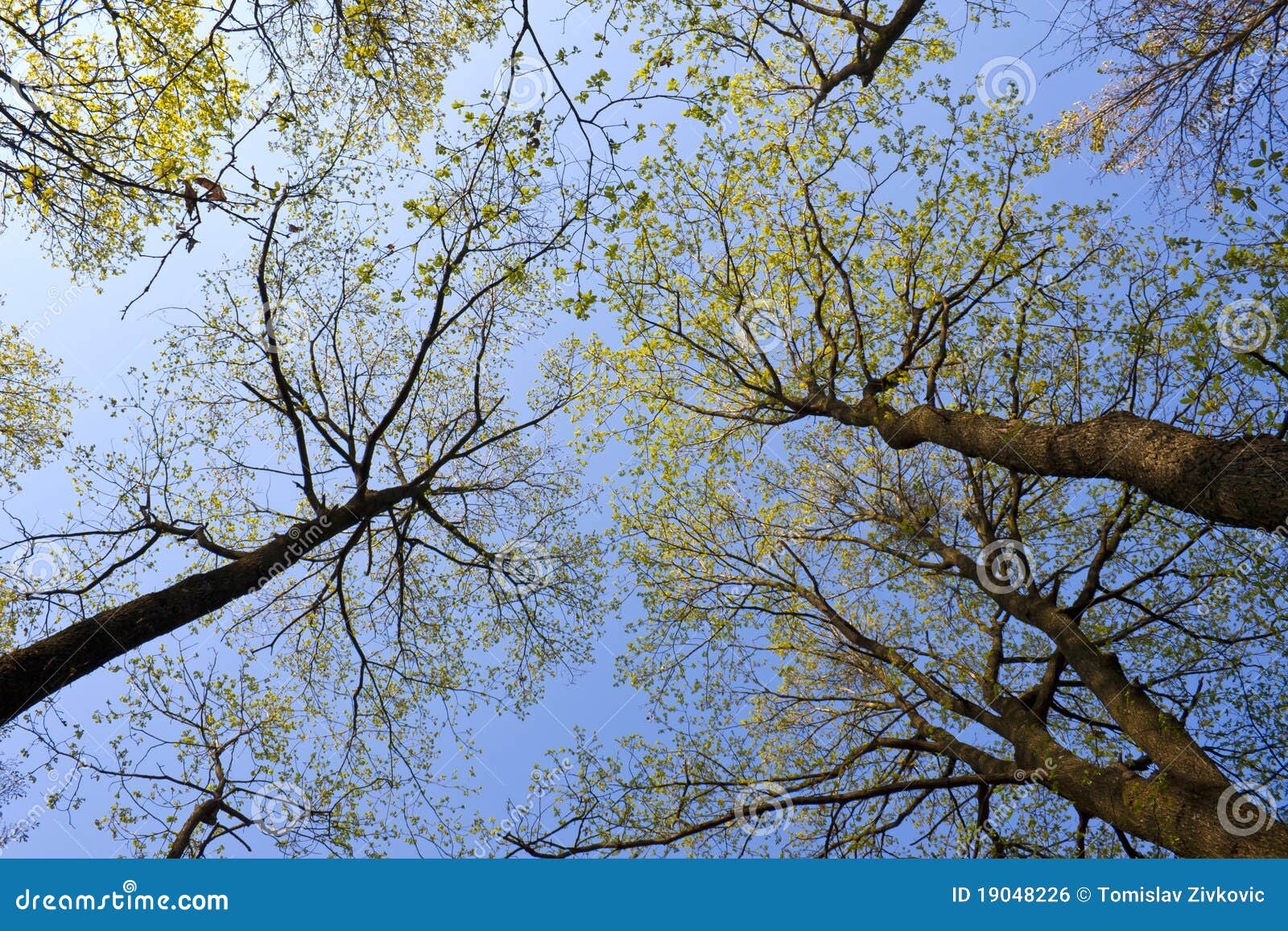 Tree Top in Early Spring Time Stock Photo - Image of blue, scenic: 19048226
