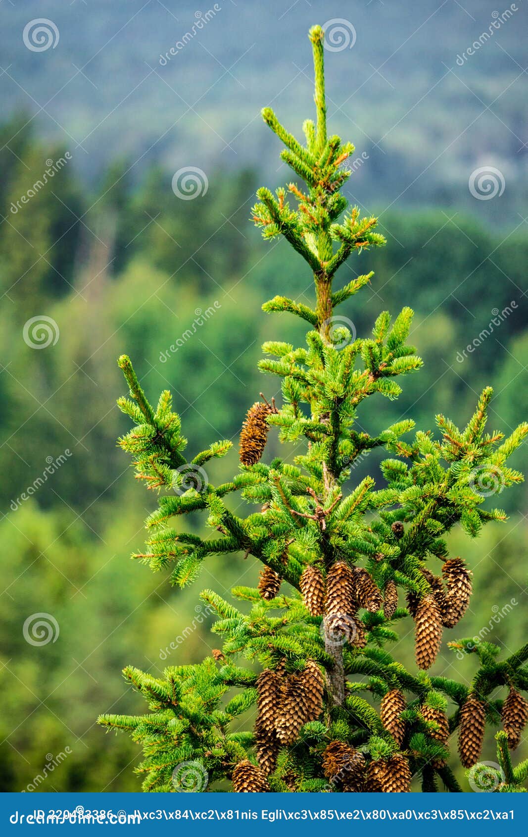 Tree Top of an Evergreen Spruce Tree Stock Photo - Image of vibrant ...