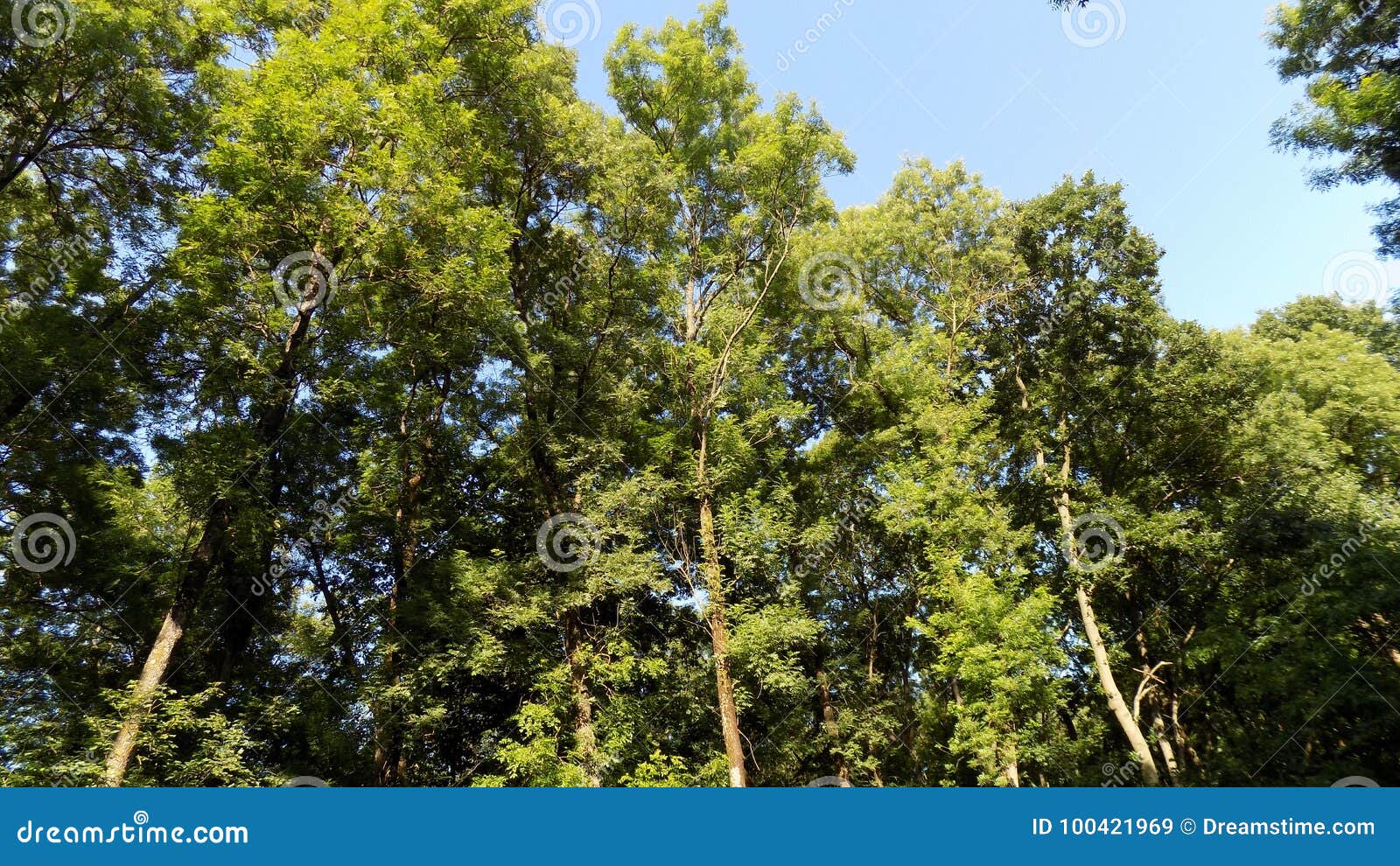 Tree top stock image. Image of trees, leafs, nature - 100421969