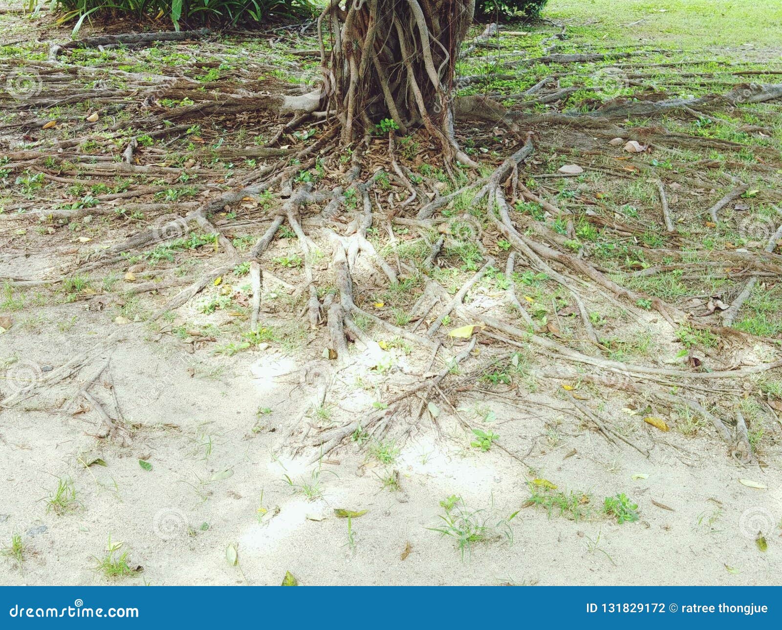 Tree stock photo. Image of tree, oldtree, green - 131829172