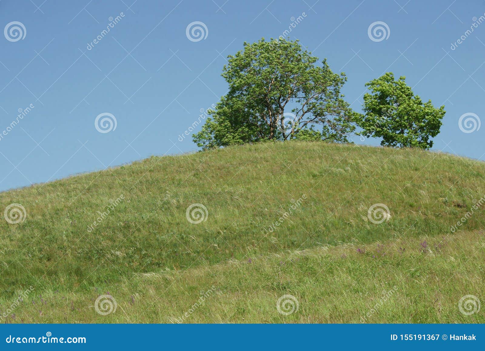 Tree on the Top of the Hill Stock Image - Image of beautiful, view ...