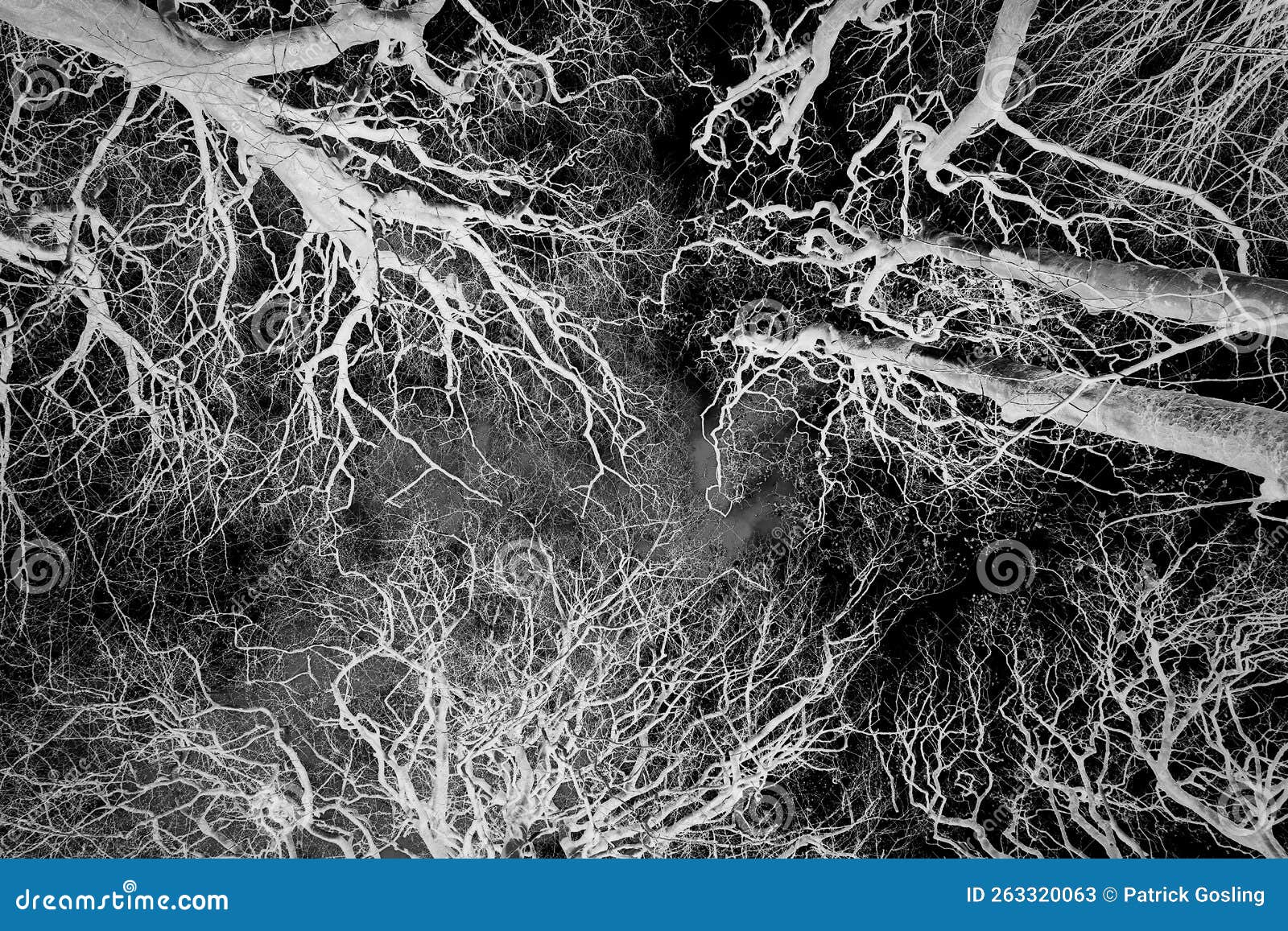 Tree Top Image in Black and White. Stock Image - Image of tree, light ...