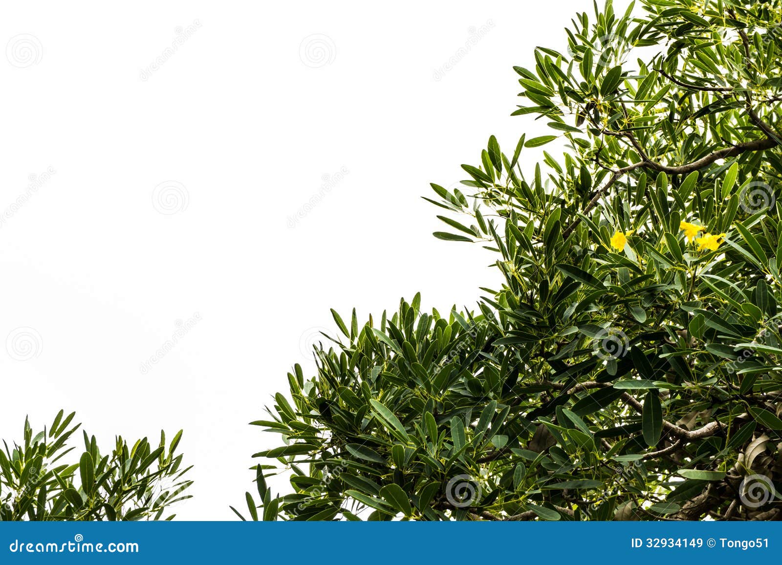 Tree top stock image. Image of organic, abstract, frame - 32934149