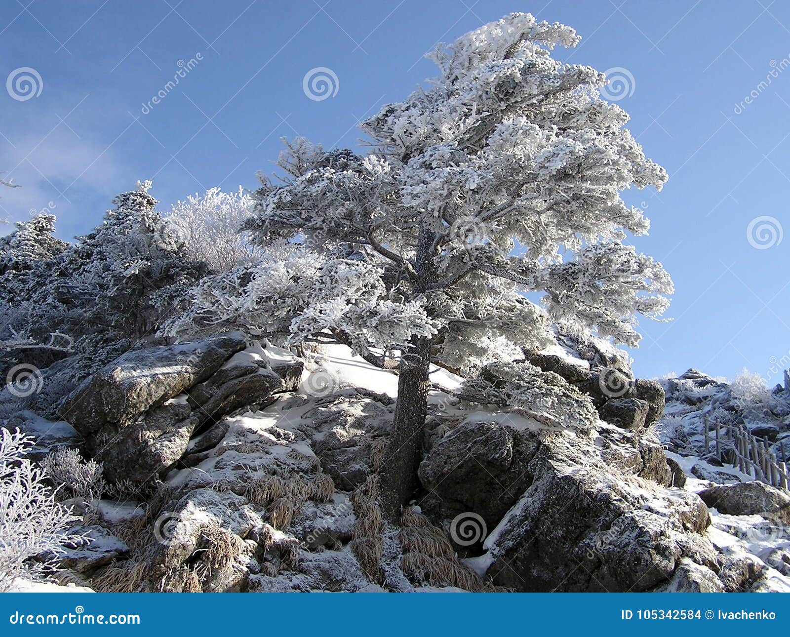 Tree on Top of Jirisan Mountain in Winter in Korea Stock Photo - Image ...