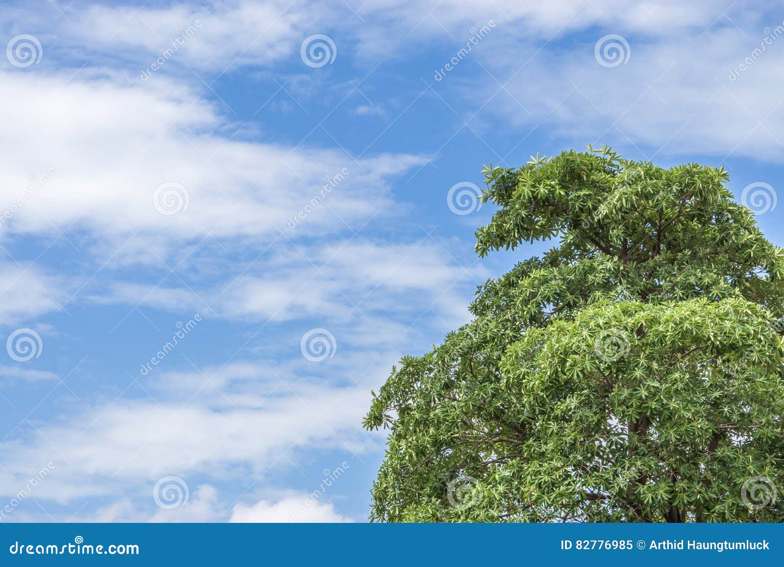 Tree Top Line Over Blue Sky and Clouds Background in Summer Stock Image ...