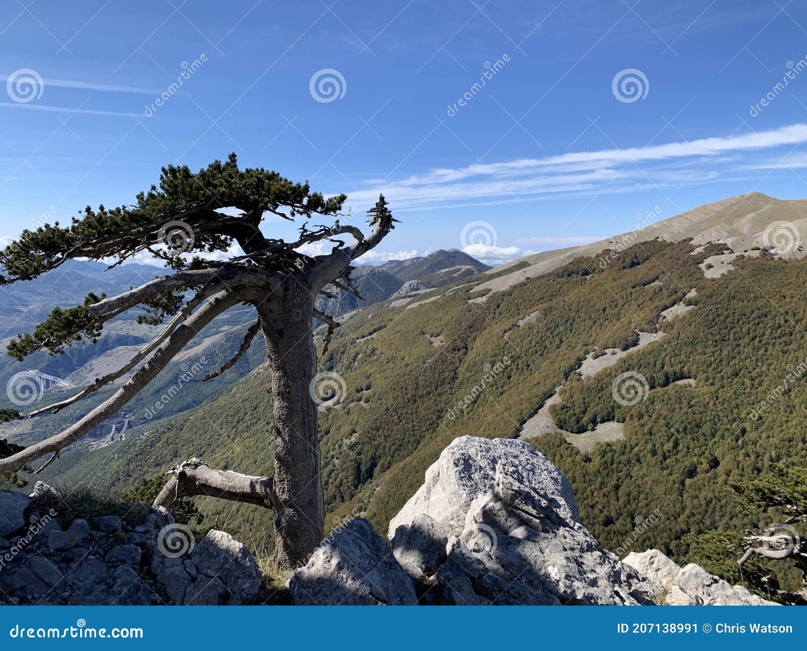 Tree on top of mountain stock image. Image of rock, trail - 207138991