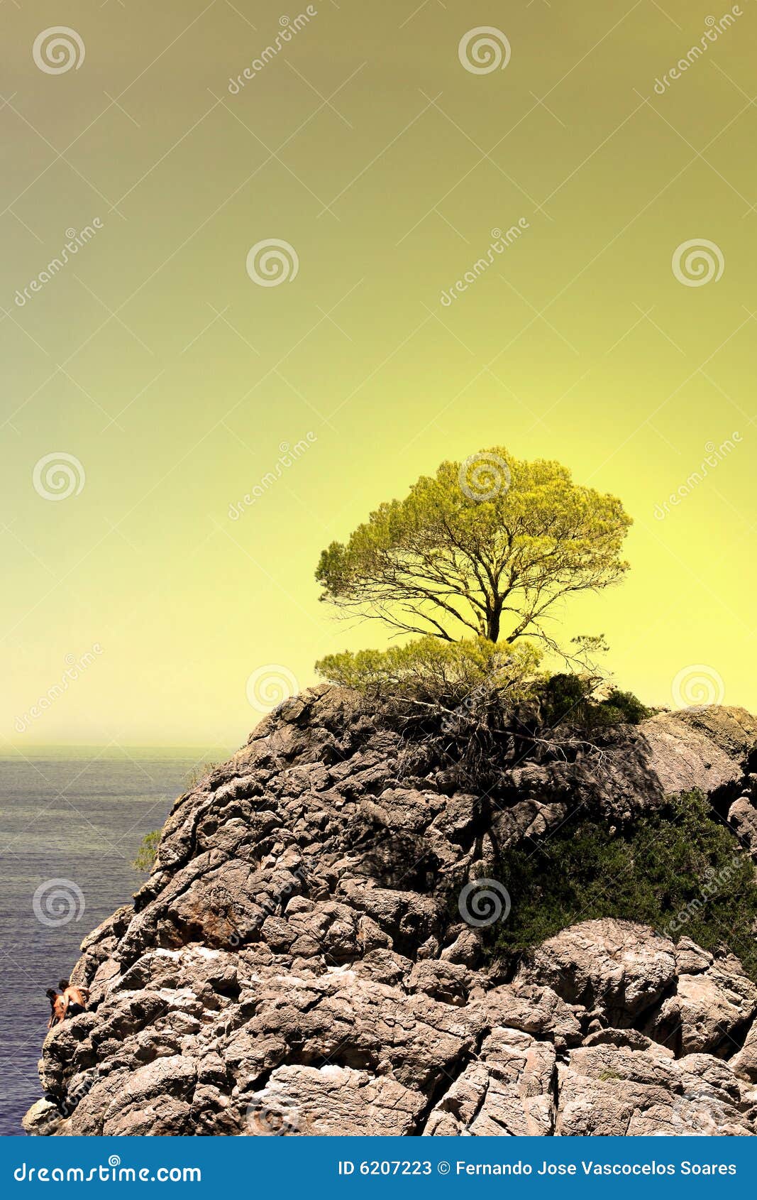 Tree on Top of the Mountain Stock Image - Image of majorca, hill: 6207223