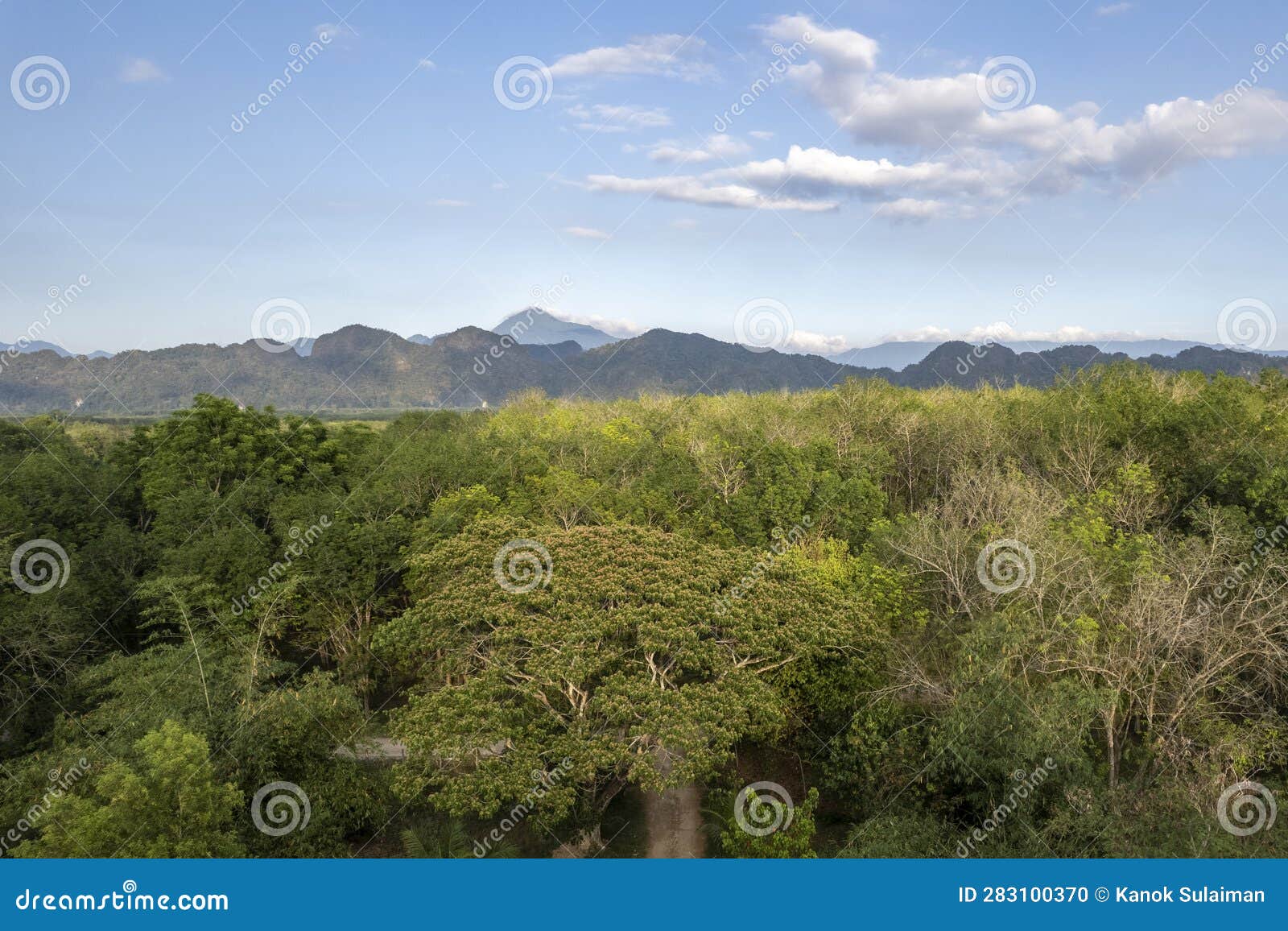 Tree Top with Mountain Background Stock Photo - Image of spring ...