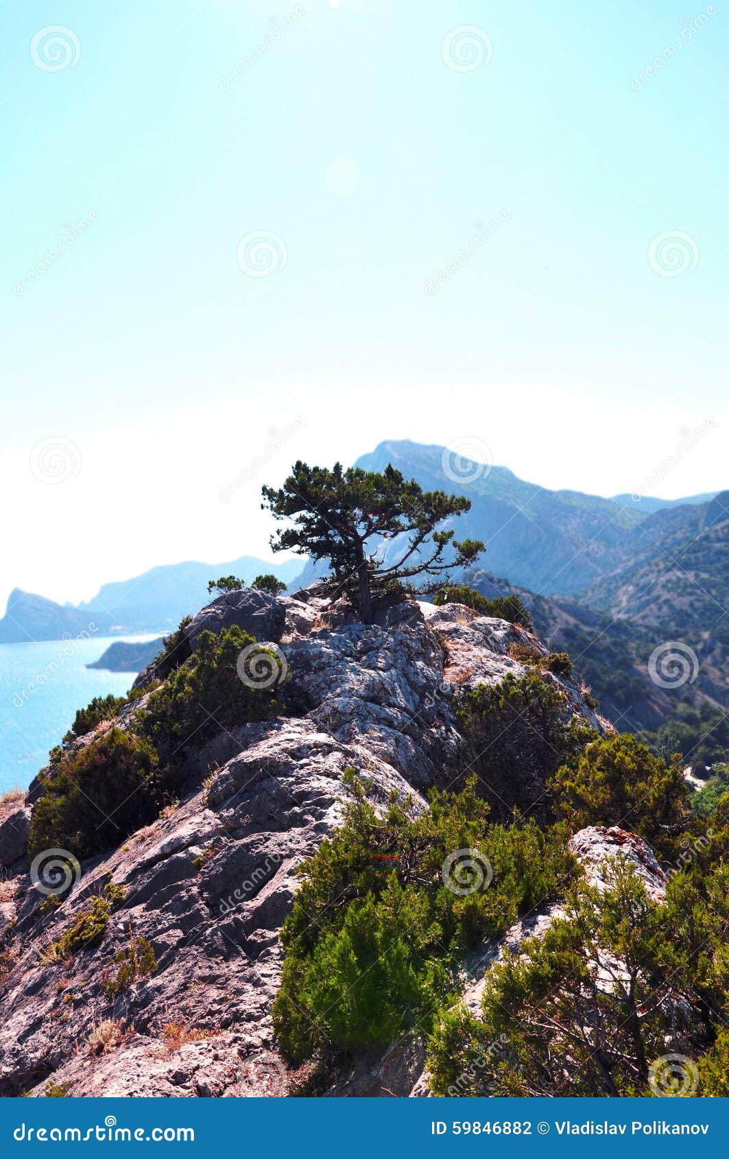 Tree on Top of the Mountain Stock Photo - Image of tree, mountain: 59846882
