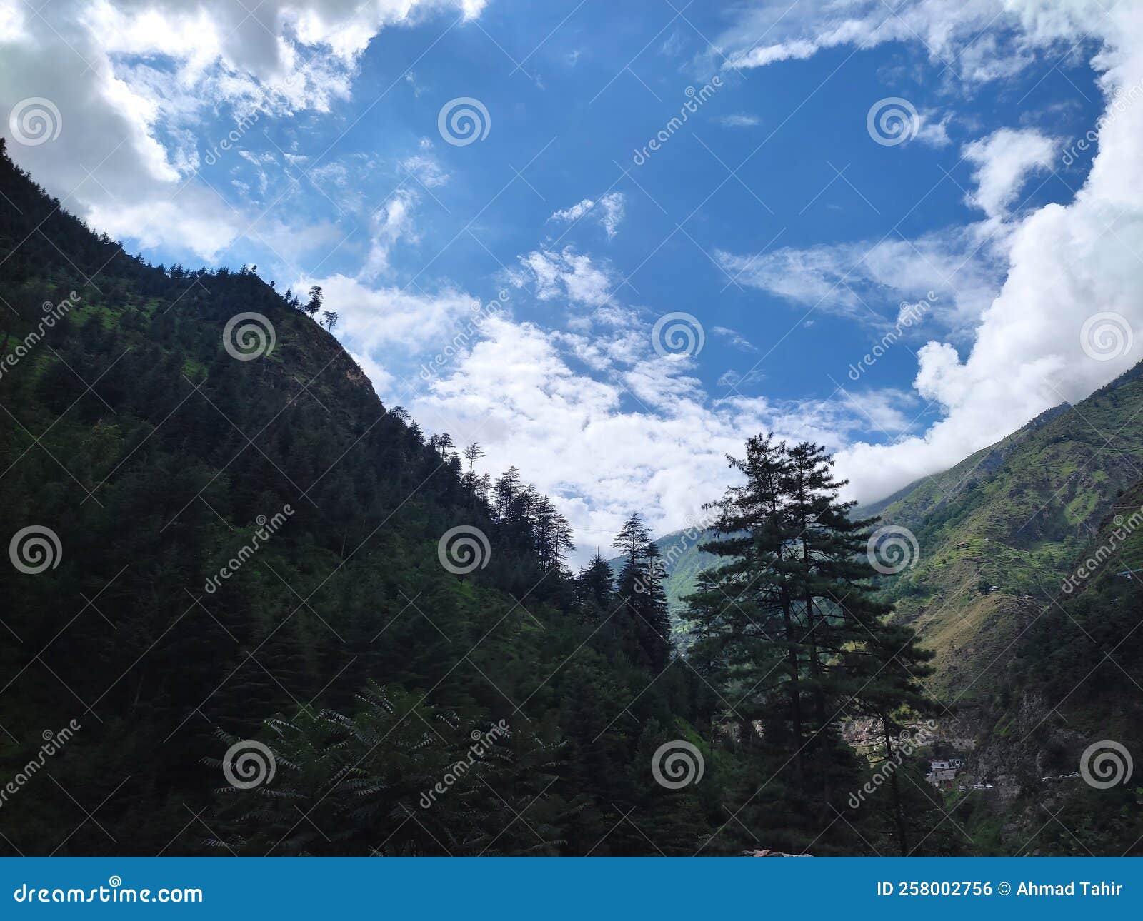 Tree on top of mountain stock photo. Image of nature - 258002756