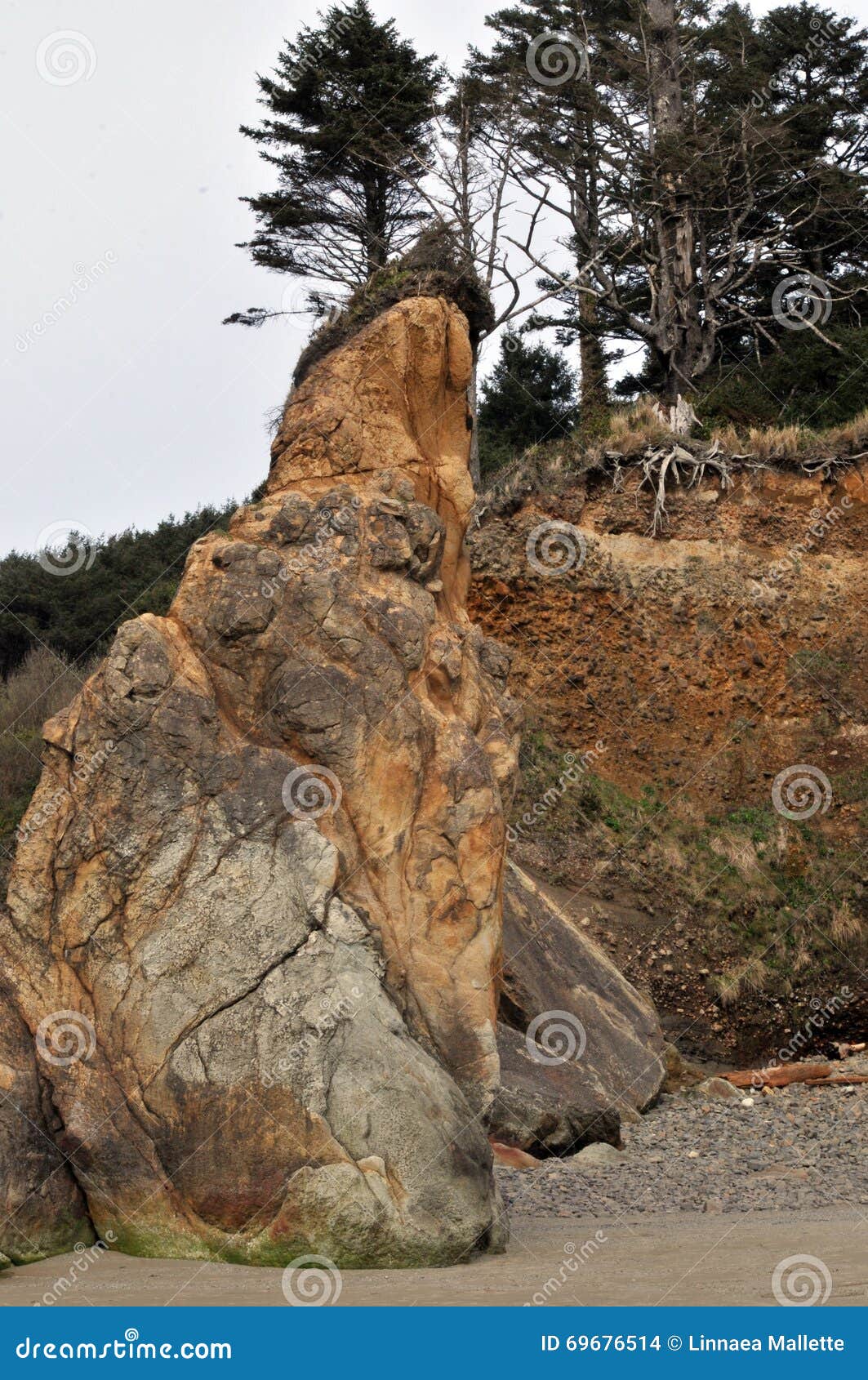 Tree Top of Ocean Cliff at Cannon Beach, Oregon Stock Photo - Image of ...