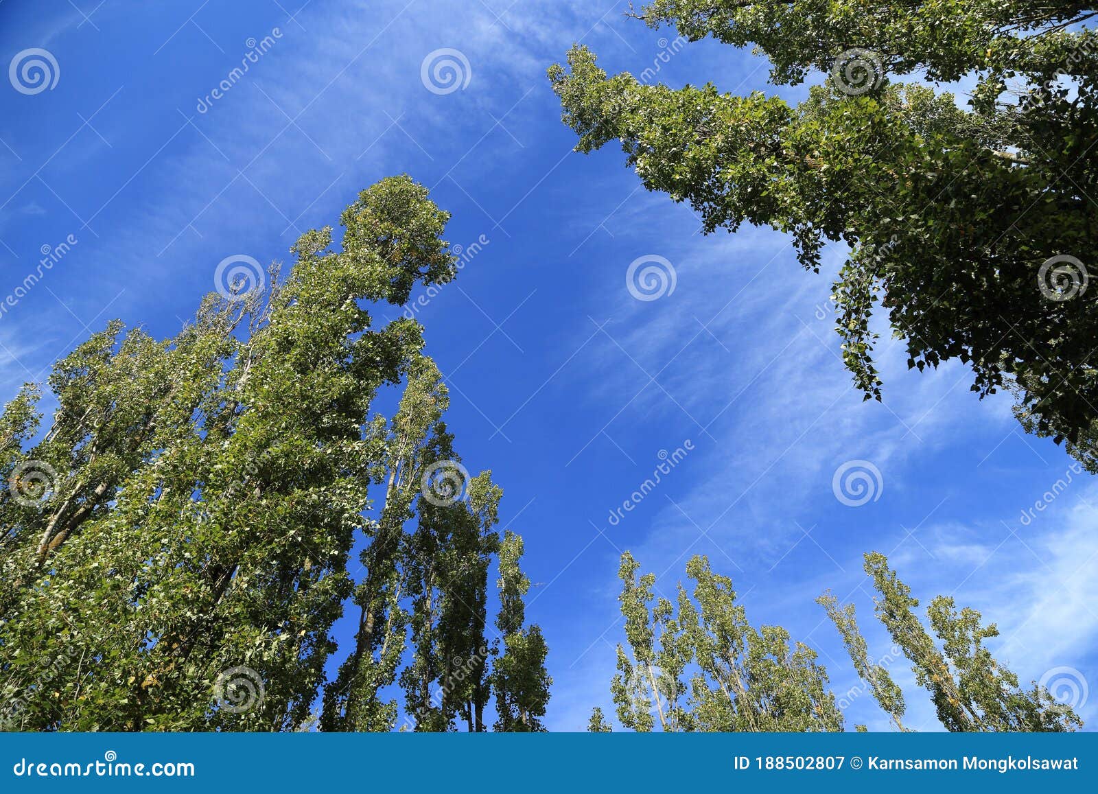 Tree Top Over Blue Sky Background, Gree Tree Top Against Blue Sky on a ...