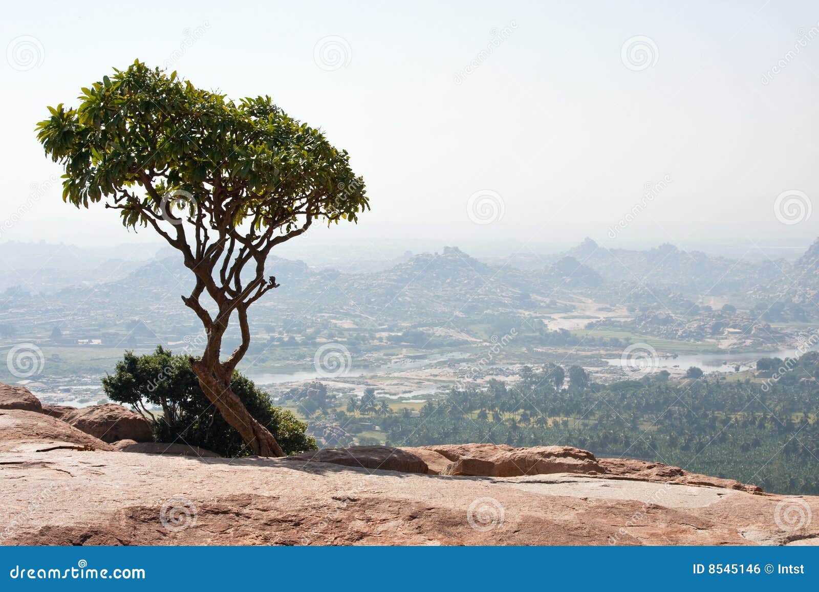 Tree on top or the rock stock photo. Image of scene, horizontal - 8545146