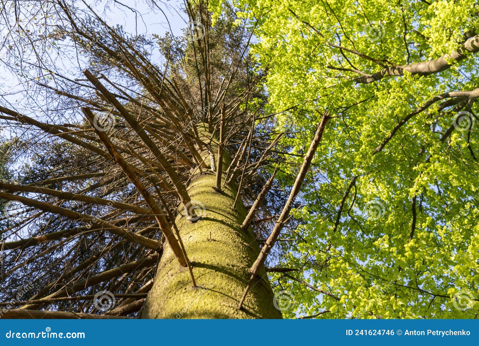 Tree Top Seen from the Bottom. Up View of Tree and Sunlight Effect ...