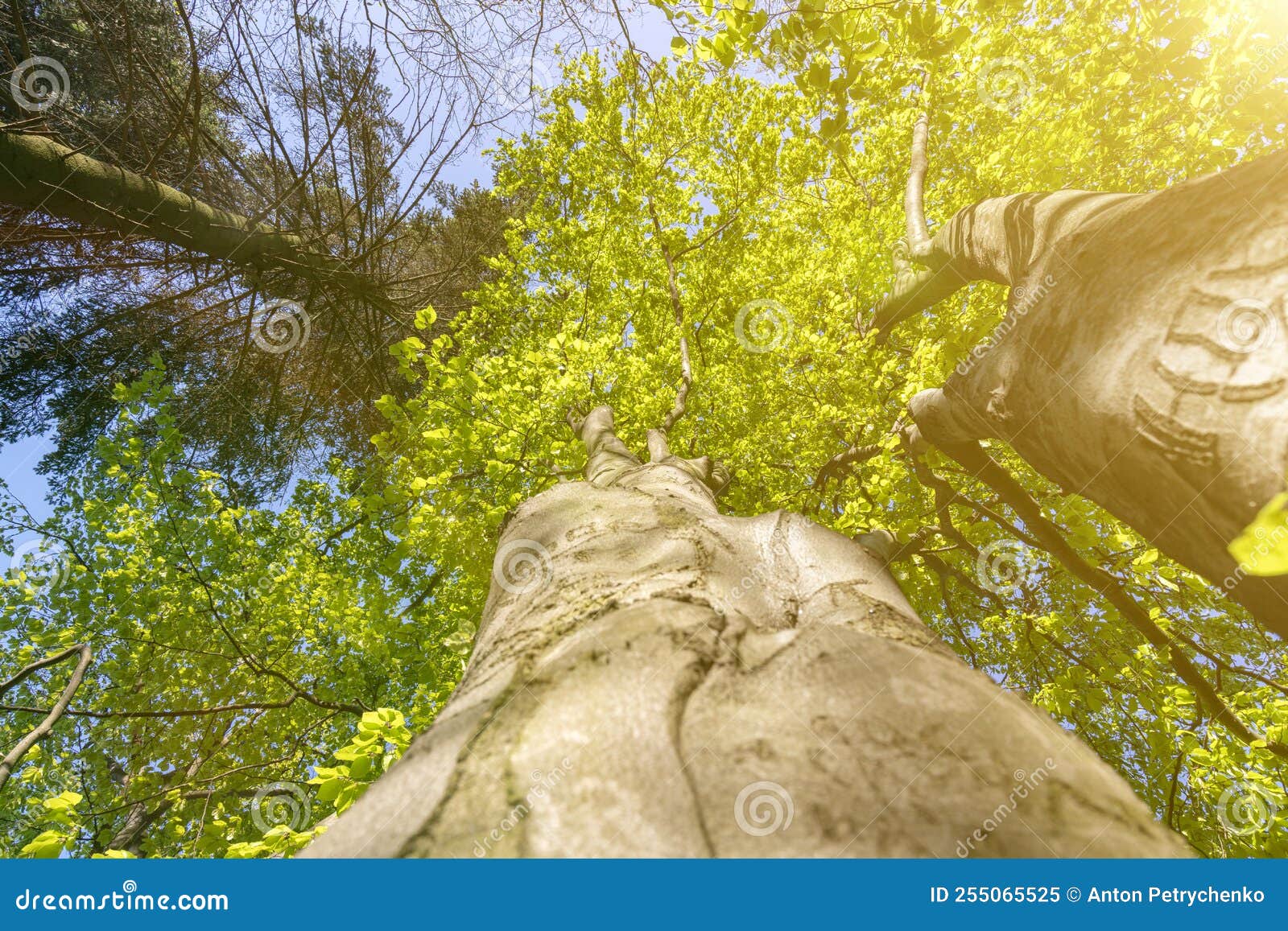 Tree Top Seen from the Bottom. Up View of Tree and Sunlight Effect ...