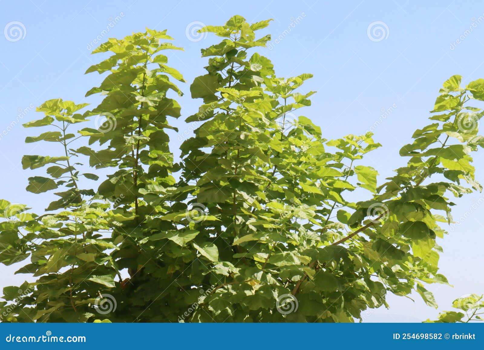 Tree top side view stock photo. Image of nature, trees - 254698582