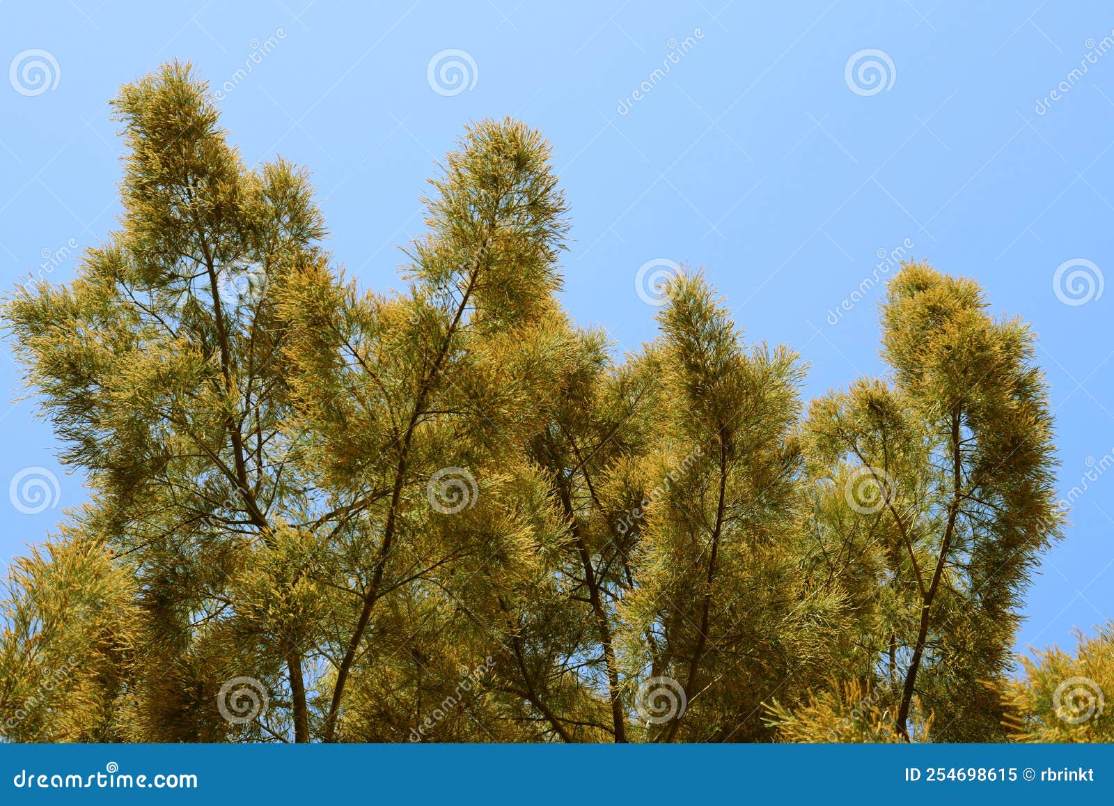 Tree top side view stock image. Image of floor, park - 254698615