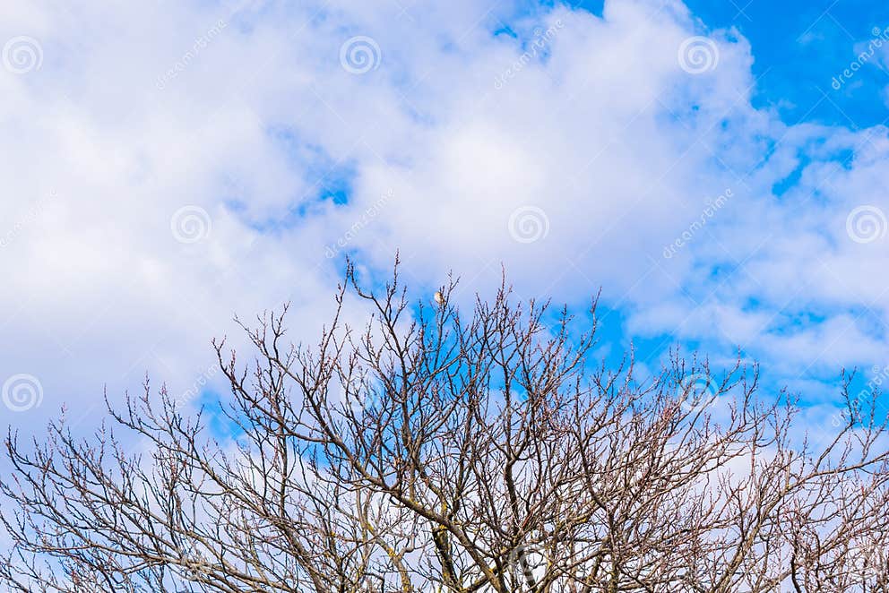 Tree Top with Sky Background - Copy Space Stock Photo - Image of color ...