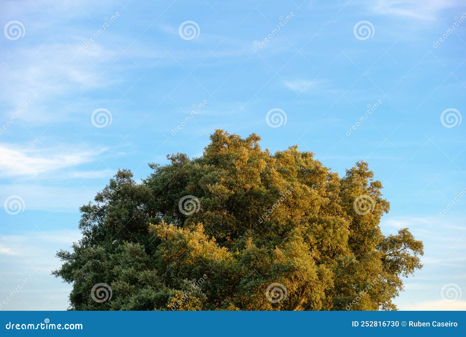 Tree Top with the Sky on the Background Stock Photo - Image of scenic ...