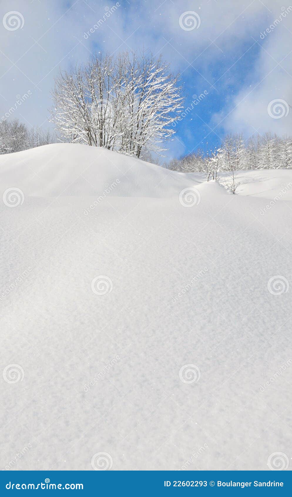 Tree on top of a snow hill stock image. Image of wintry - 22602293