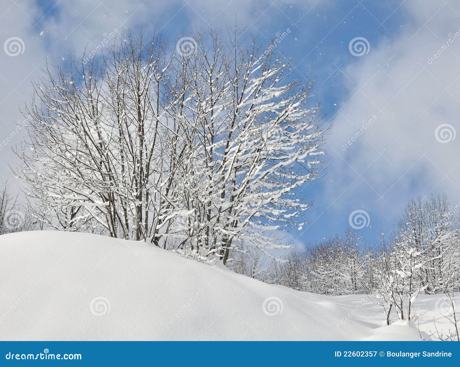 Tree on top of a snow hill stock image. Image of immaculate - 22602357