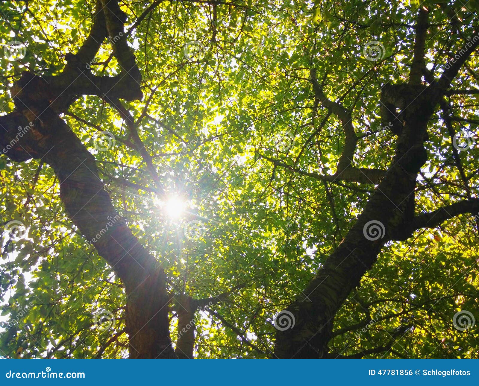 Tree top in the sun stock photo. Image of beautiful, natural - 47781856