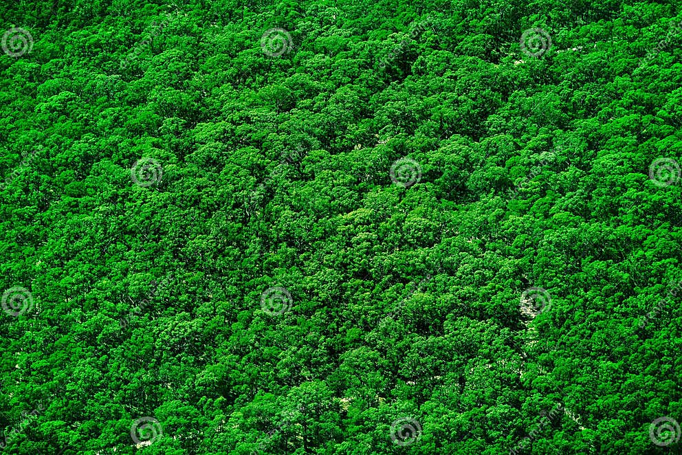 Tree top texture stock image. Image of green, jungle, background - 4386247