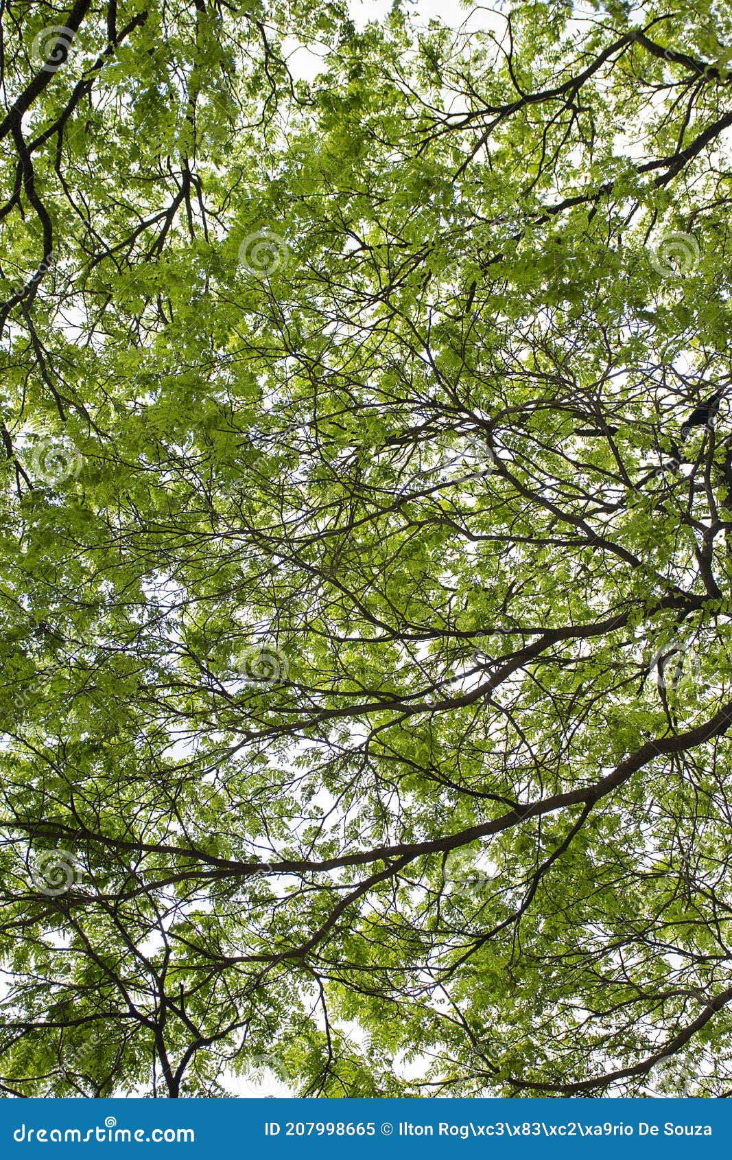 Tree Top stock image. Image of beauty, leaves, nonurban - 207998665