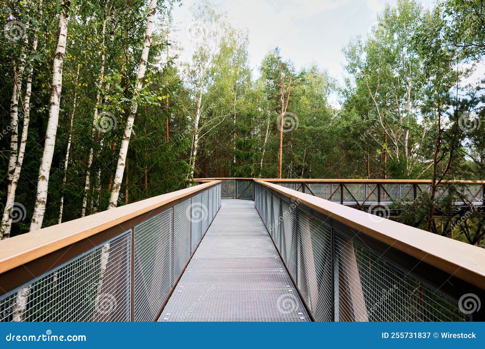 Tree Top Trail Pathway in the Forest Stock Image - Image of landscape ...