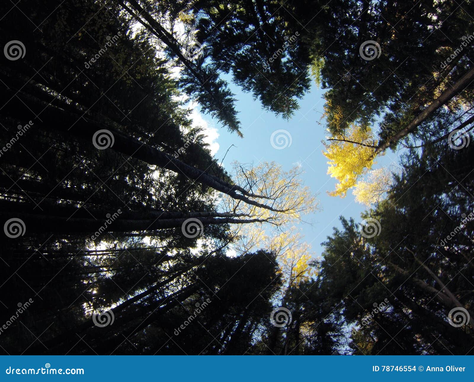 Tree top stock photo. Image of outdoors, nature, spruce - 78746554