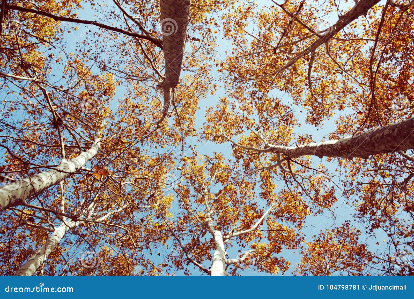Tree Top View from Below Against a Blue Sky in the Autumn Season. Stock ...