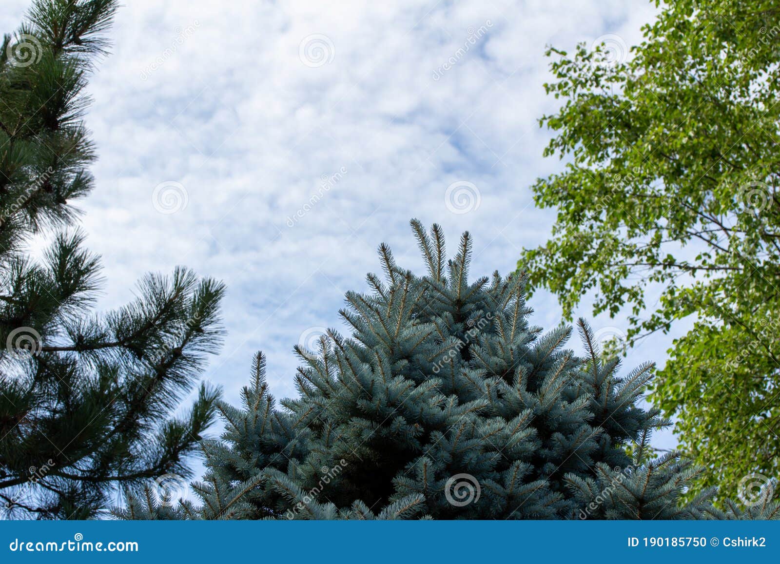 Tree Top View of Conifer and Deciduous Trees Stock Photo - Image of ...