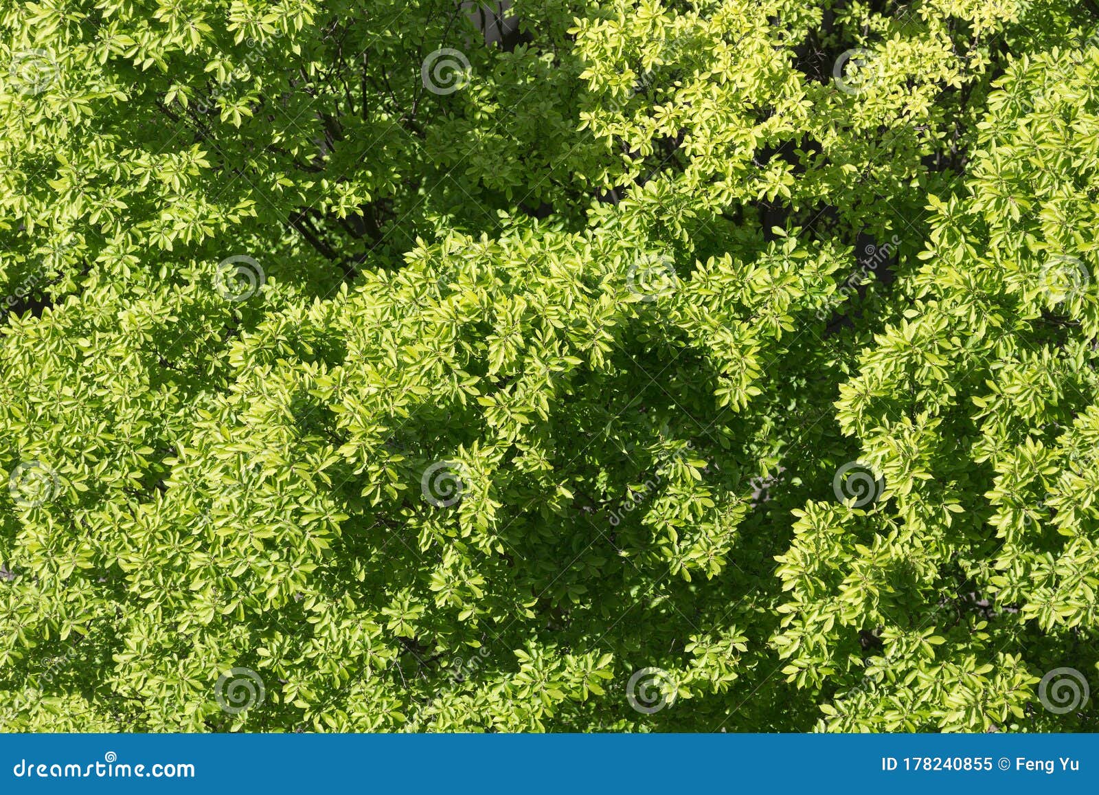 Tree top view stock image. Image of nature, plant, background - 178240855