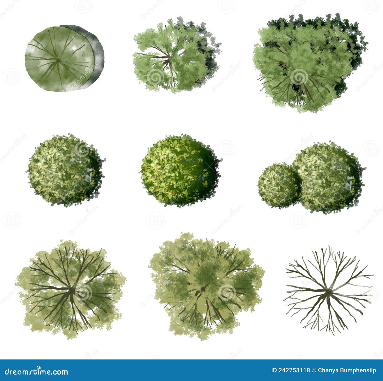 Tree top view isolate stock photo. Image of autumn, plan - 242753118