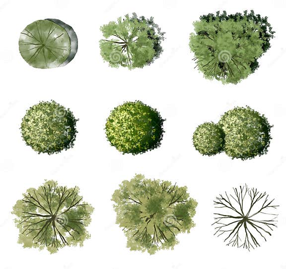 Tree top view isolate stock photo. Image of autumn, plan - 242753118