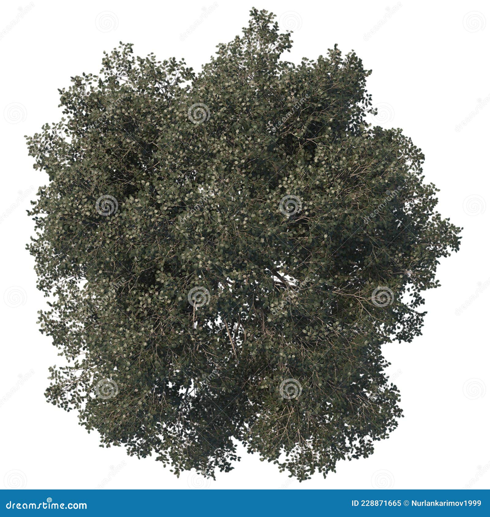 Tree From Top View Isolated On White Background For Architectural ...