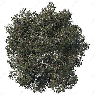 Tree from Top View Isolated on White Background for Architectural ...