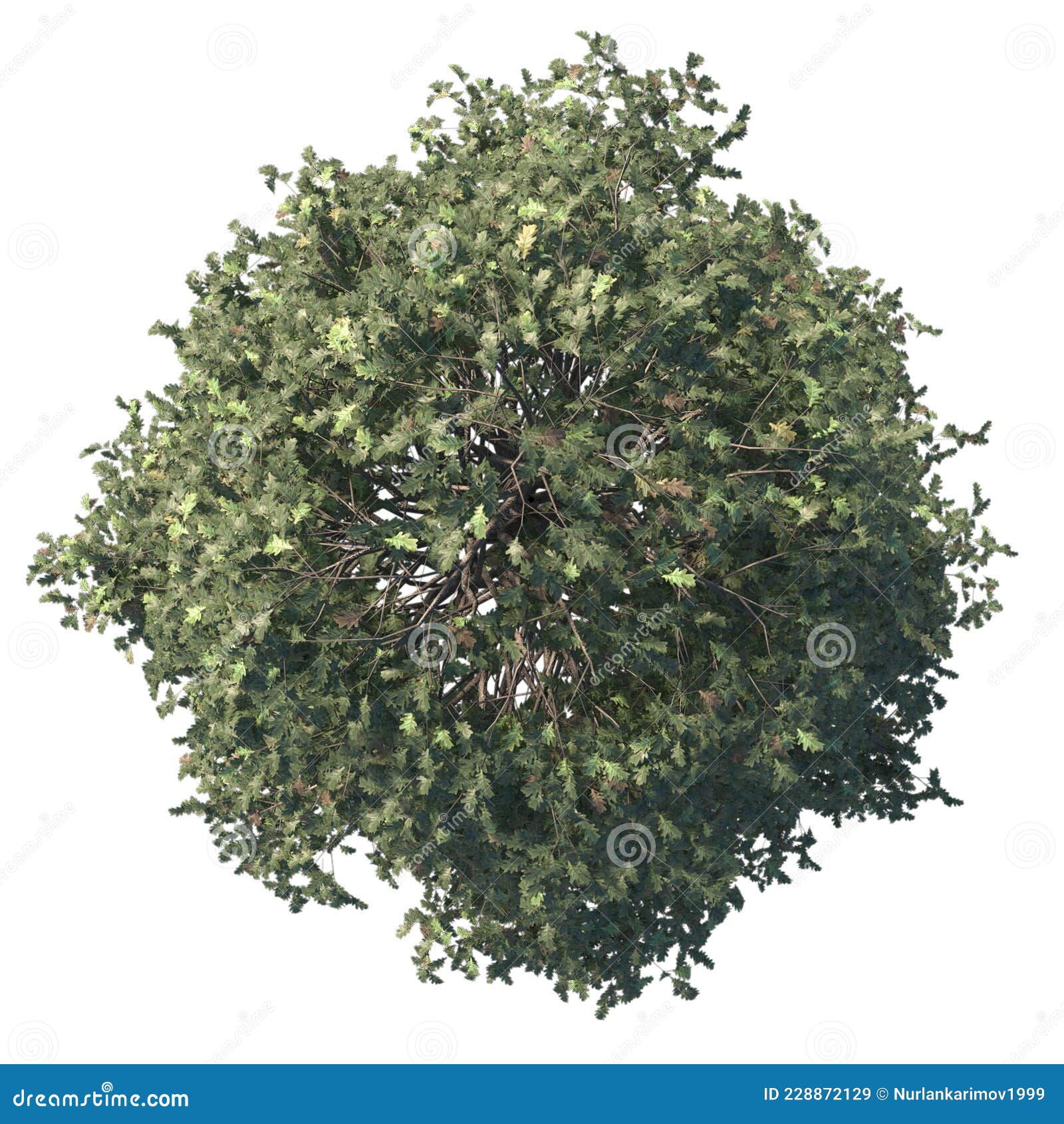 Tree from Top View Isolated on White Background for Architectural ...