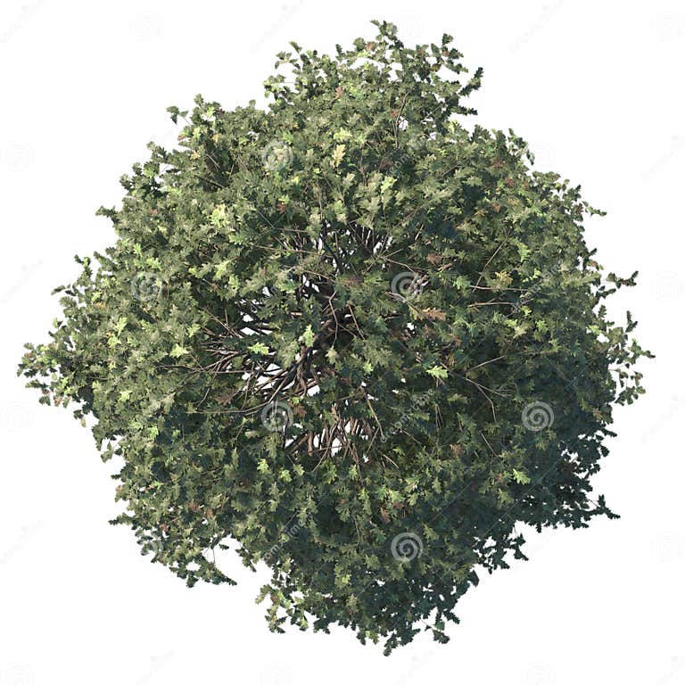 Tree from Top View Isolated on White Background for Architectural ...