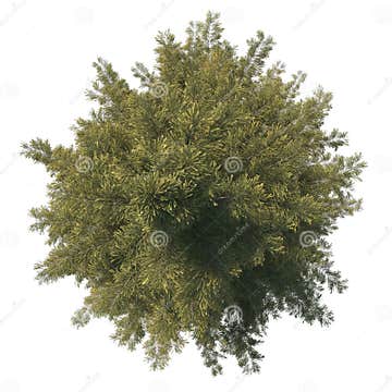 Tree from Top View Isolated on White Background for Architectural ...
