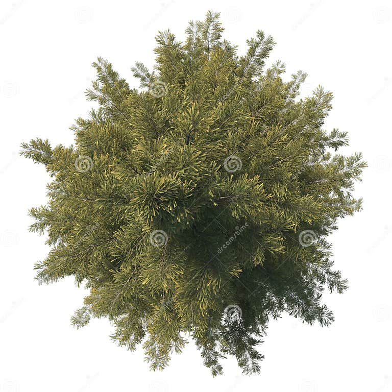 Tree from Top View Isolated on White Background for Architectural ...