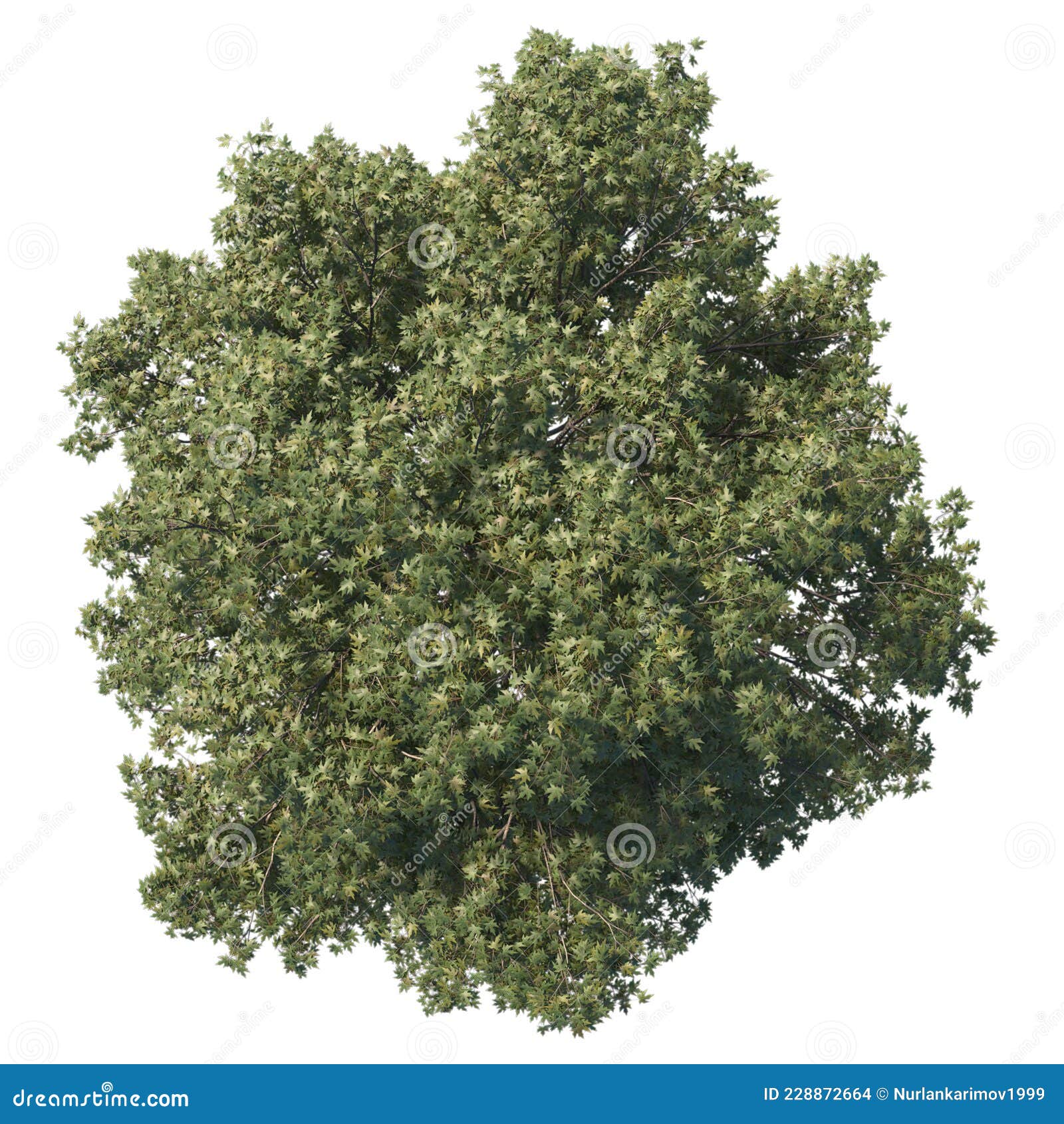 Tree From Top View Isolated On White Background For Architectural ...
