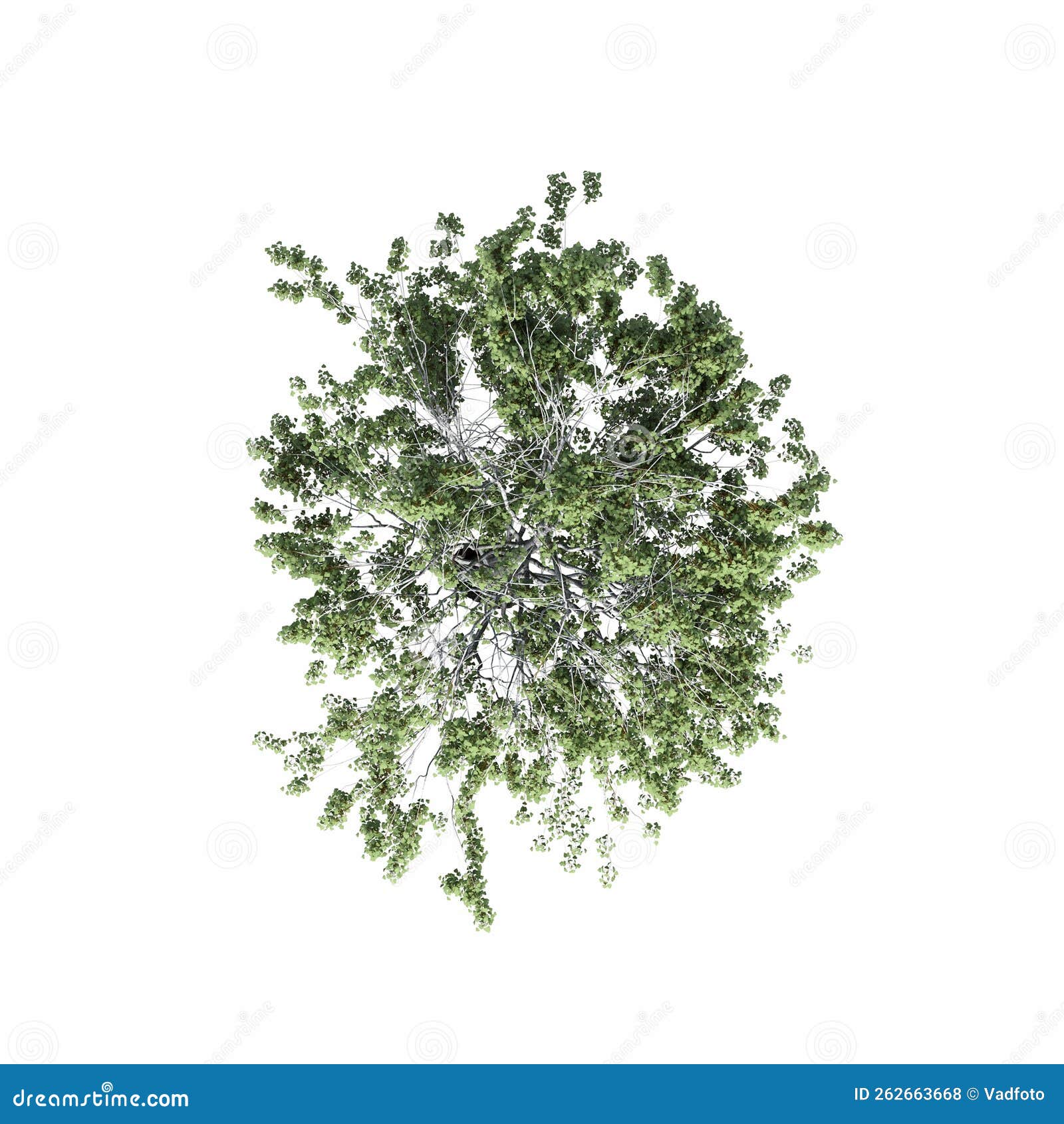 Tree Top View, Isolated on White Background Stock Illustration ...