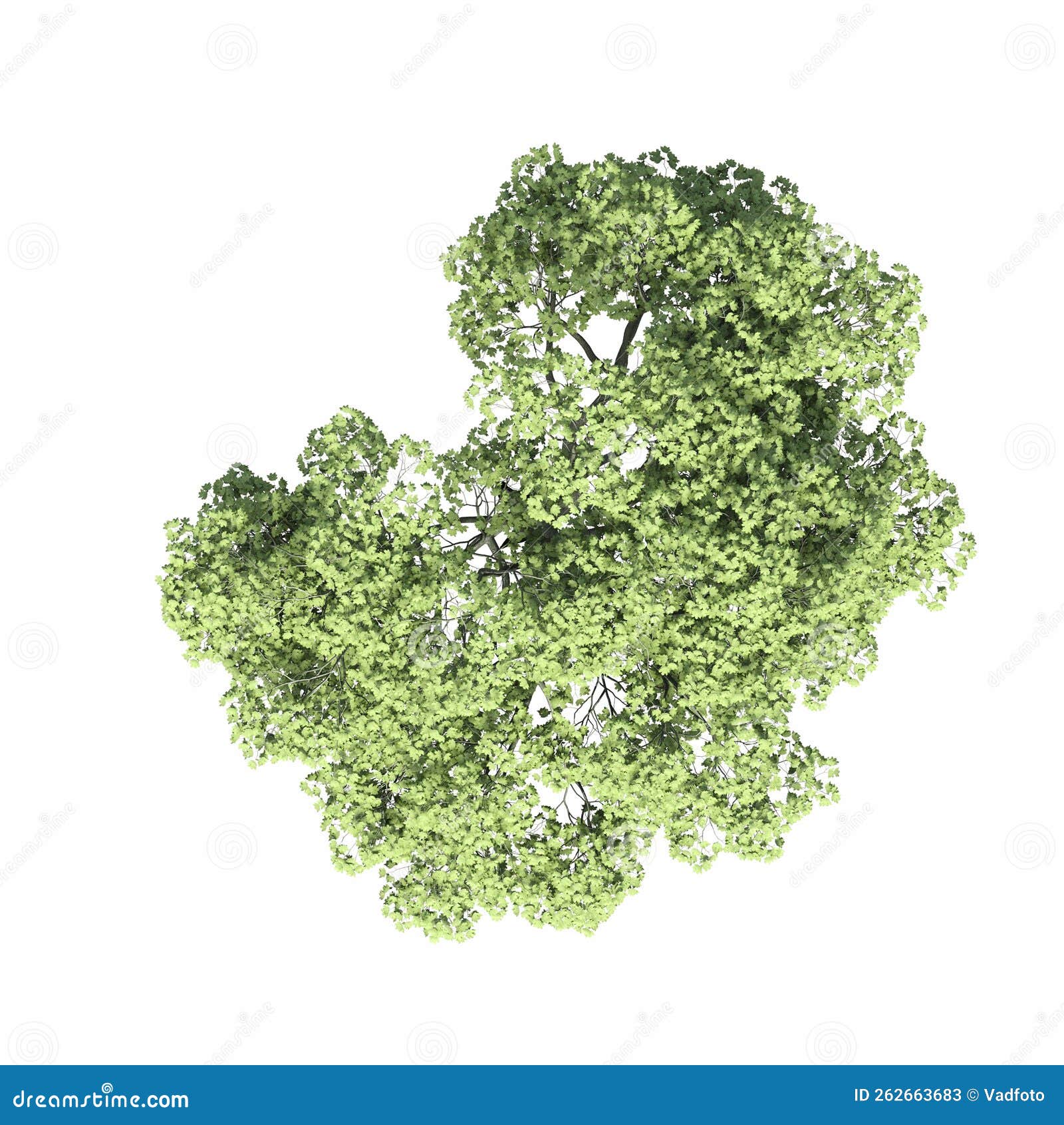Tree Top View, Isolated on White Background Stock Illustration ...