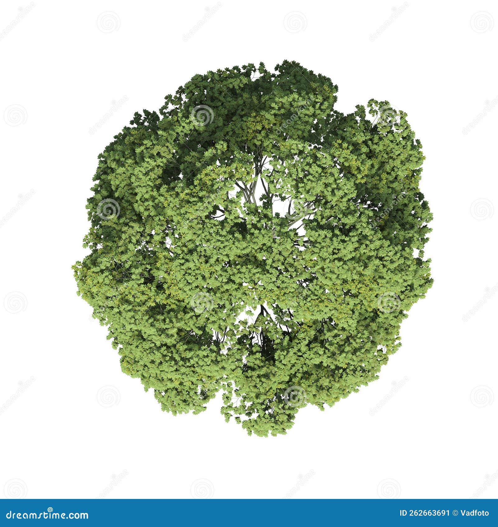 Tree Top View, Isolated on White Background Stock Illustration ...