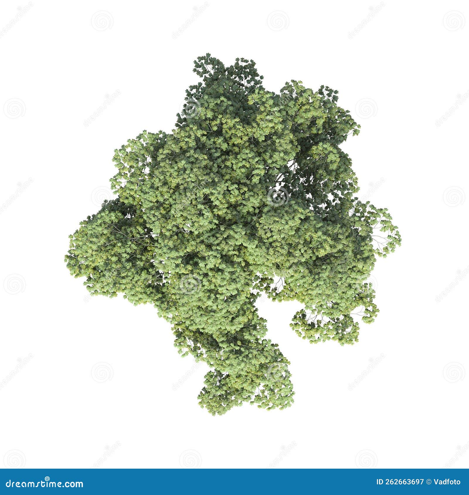 Tree Top View, Isolated on White Background Stock Illustration ...